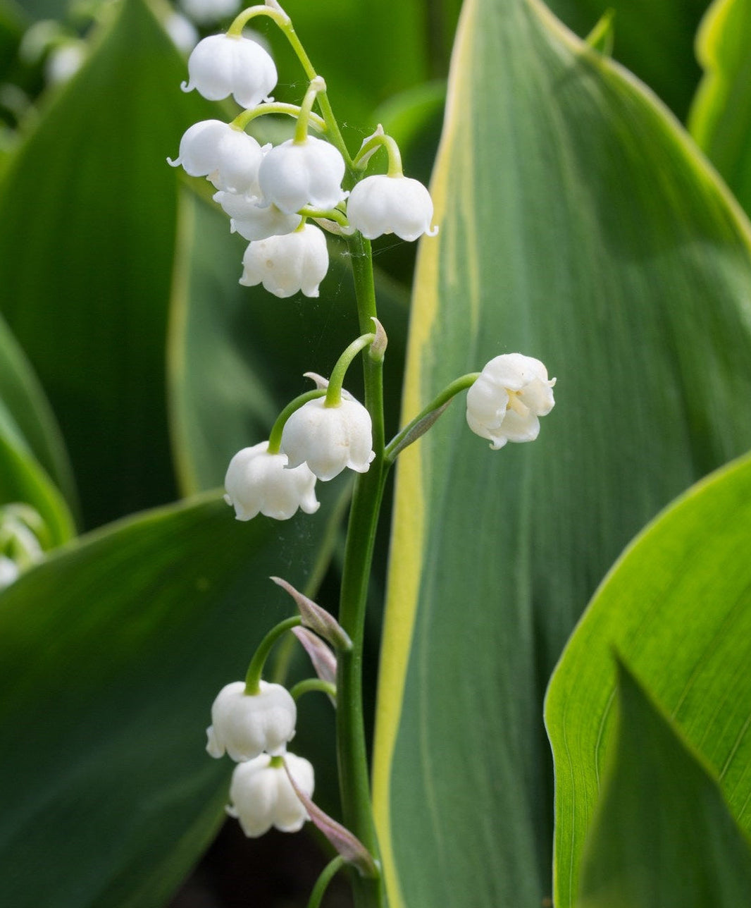 Convallaria – Jacques Amand Intl