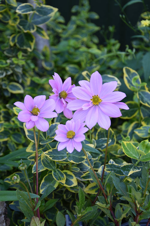Cosmos Flamingo – Jacques Amand Intl