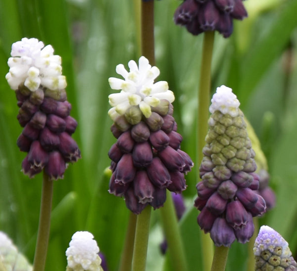 Muscari latifolium 'Grape Ice' AGM – Jacques Amand Intl