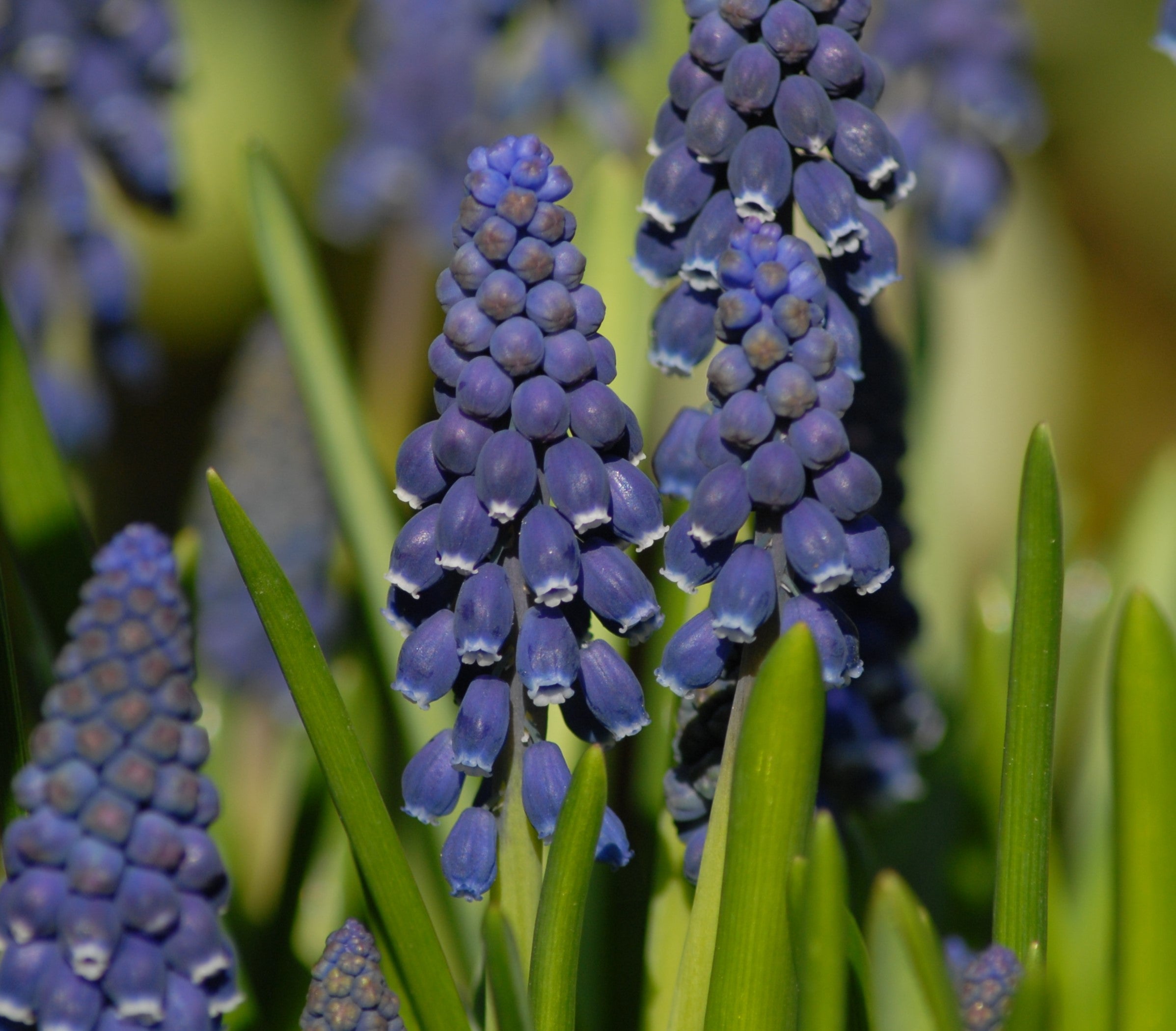 Muscari 'Joyce Spirit' – Jacques Amand Intl