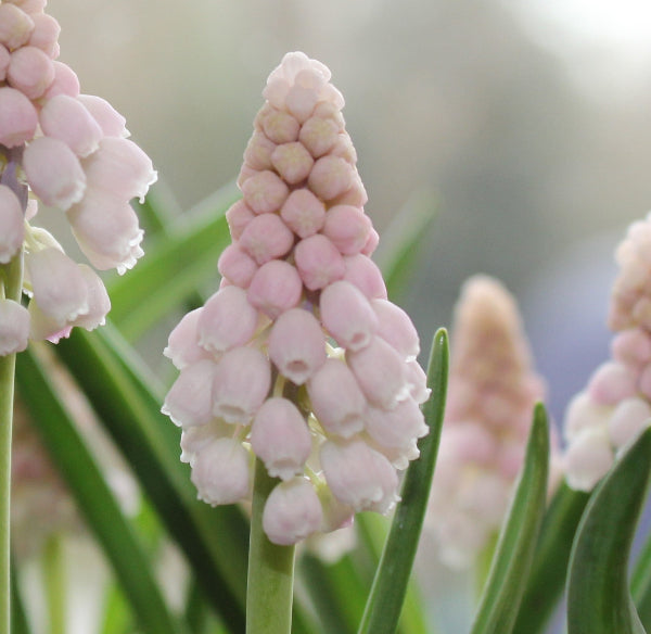 Muscari 'Pink Sunrise' – Jacques Amand Intl