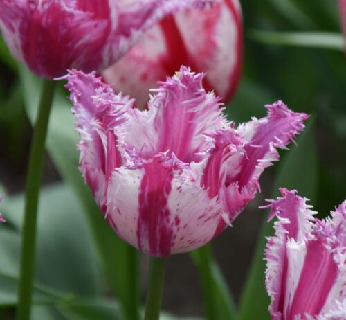 Tulip Purple Circus – Jacques Amand Intl