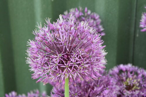 Allium jesianum Shing – Jacques Amand Intl