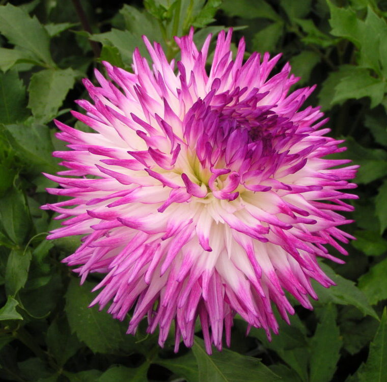 Anne Marie – Jacques Amand Intl