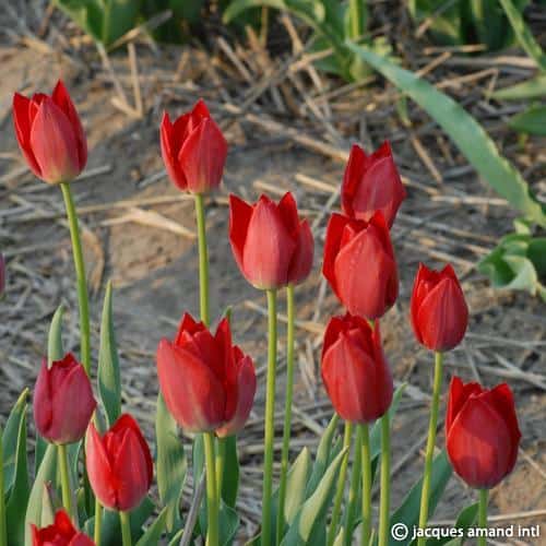 Tulip Aximensis AGM – Jacques Amand Intl
