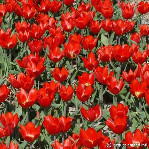 Tulip Duc Van Tol Scarlet – Jacques Amand Intl