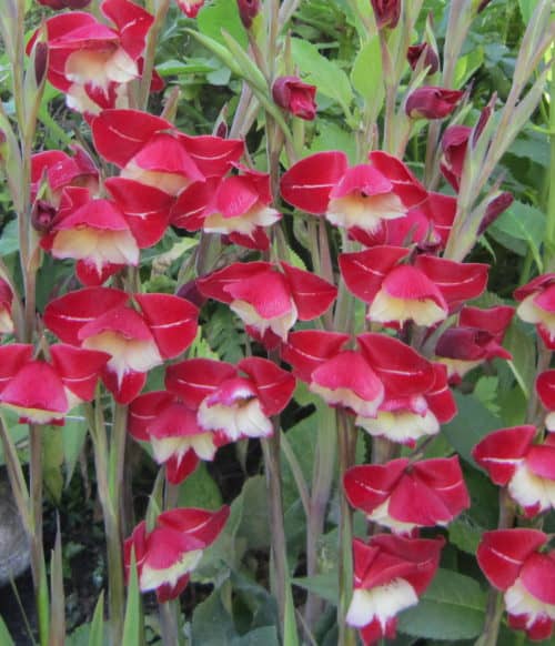 primulinus Laura Jay – Jacques Amand Intl