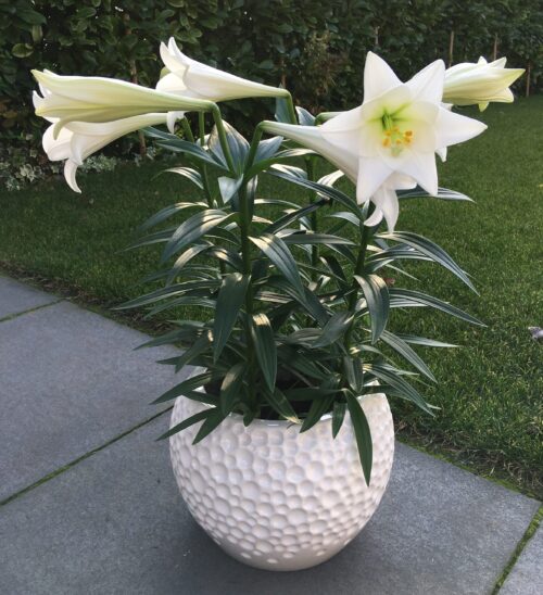 Lilium Longiflorum Plant