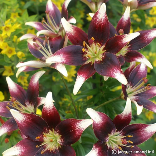 Netty's Pride – Jacques Amand Intl