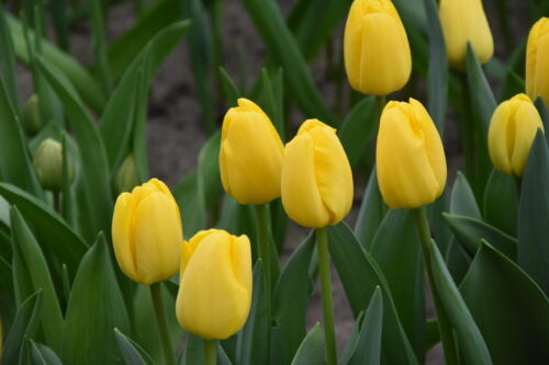 Tulip Novi Sun – Jacques Amand Intl