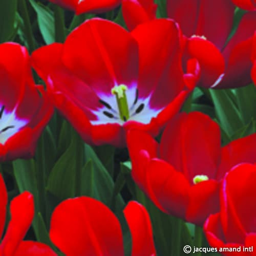 Tulip Red Mark – Jacques Amand Intl
