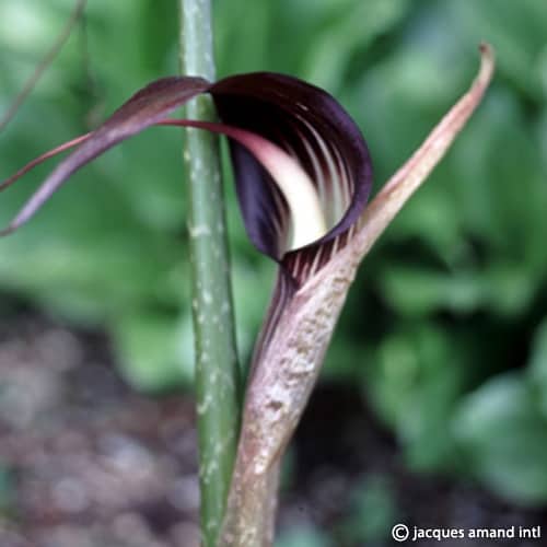 Arisaema speciosum var. mirabile – Jacques Amand Intl