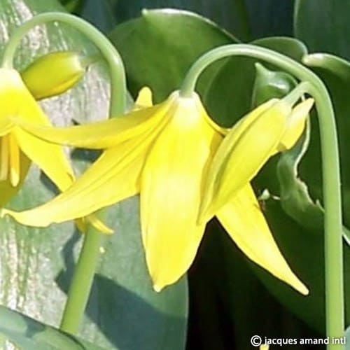 tuolumnense Spindlestone – Jacques Amand Intl