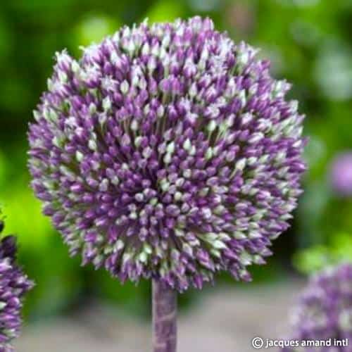 Allium Summer Drummer – Jacques Amand Intl