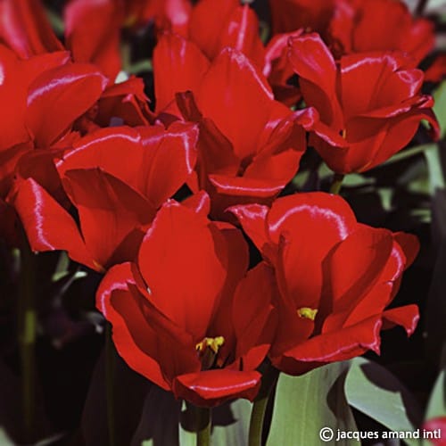 Tulip Undulatifolia Clare Benedict – Jacques Amand Intl